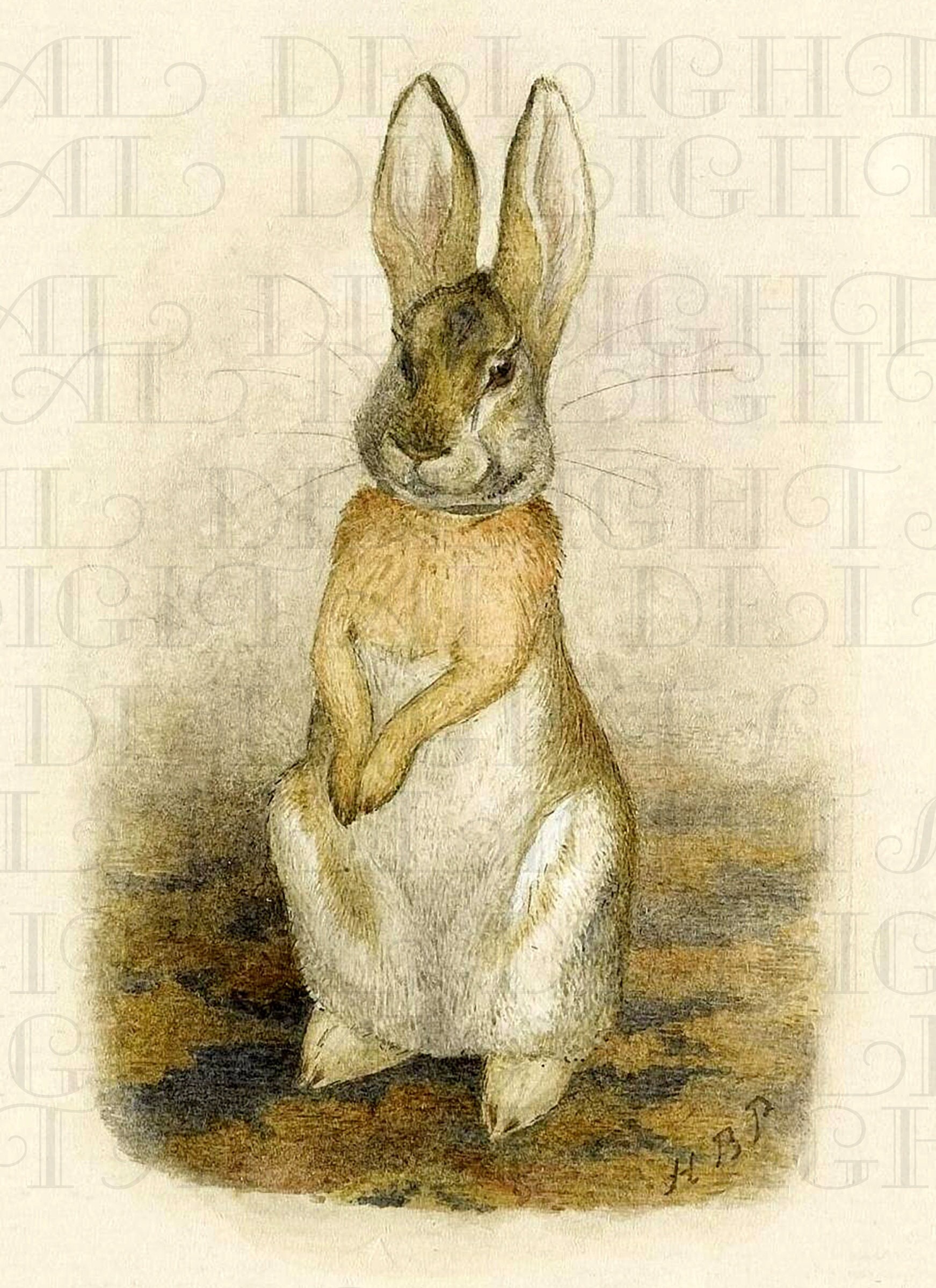 Adorable BUNNY Rabbit Vintage Illustration. Bunny RABBIT - Etsy