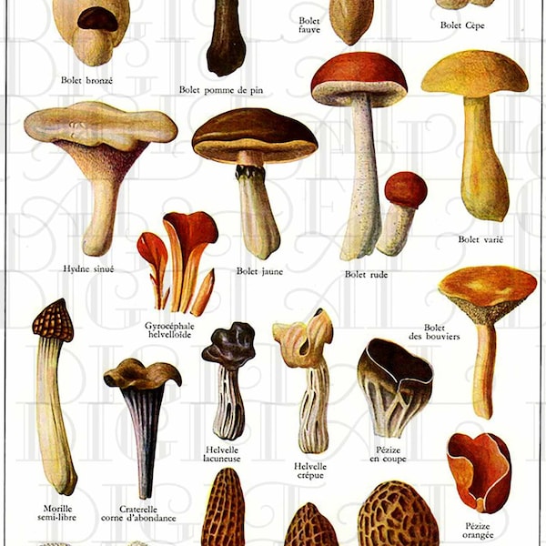 Mushroom Chart - Etsy