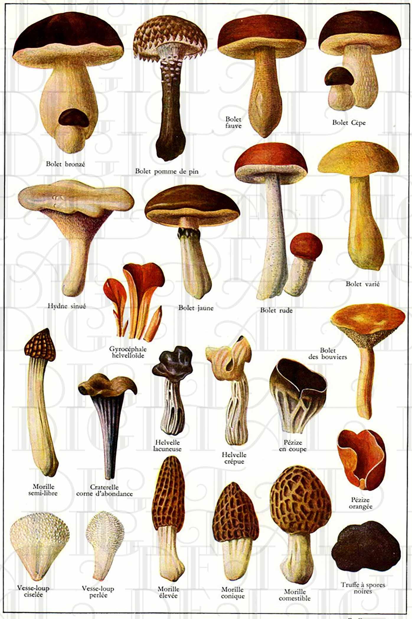 BOTANICAL MUSHROOM Chart. Vintage Mushroom Illustration. Vintage ...