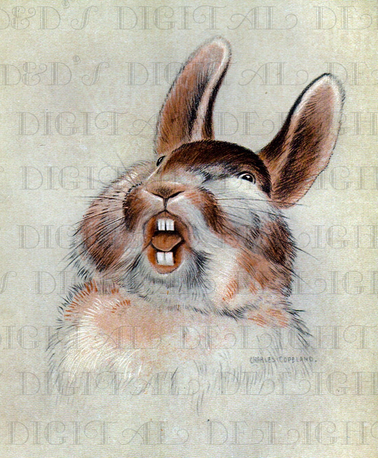 My What Big Teeth You Have Mr. Bunny Storybook Rabbit | Etsy