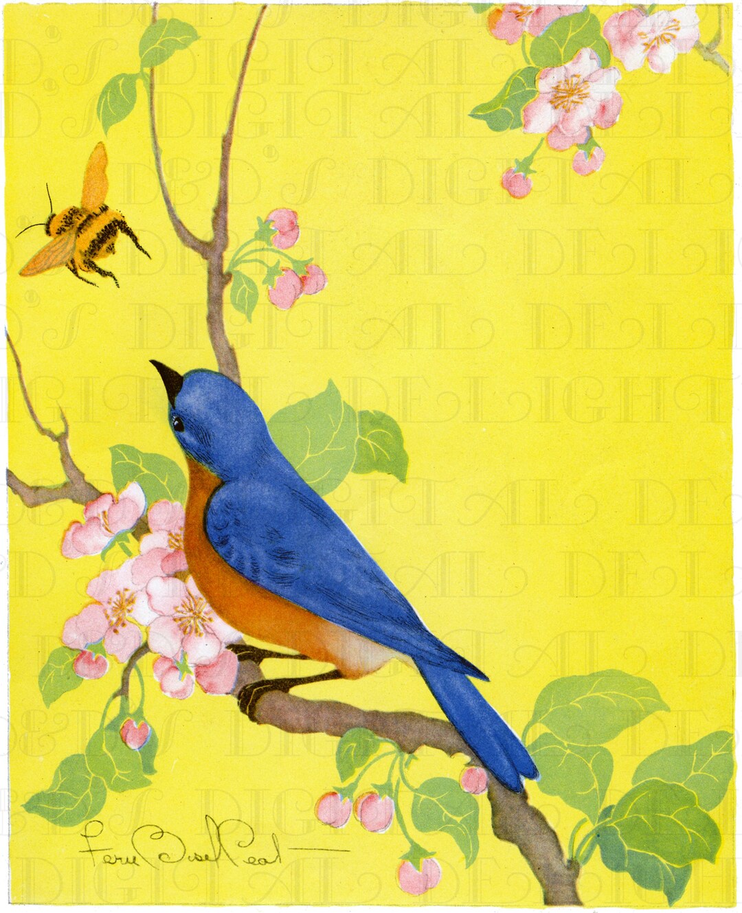 Beautiful BLUEBIRD Illustration. Vintage Bird Printable Image. Vintage ...