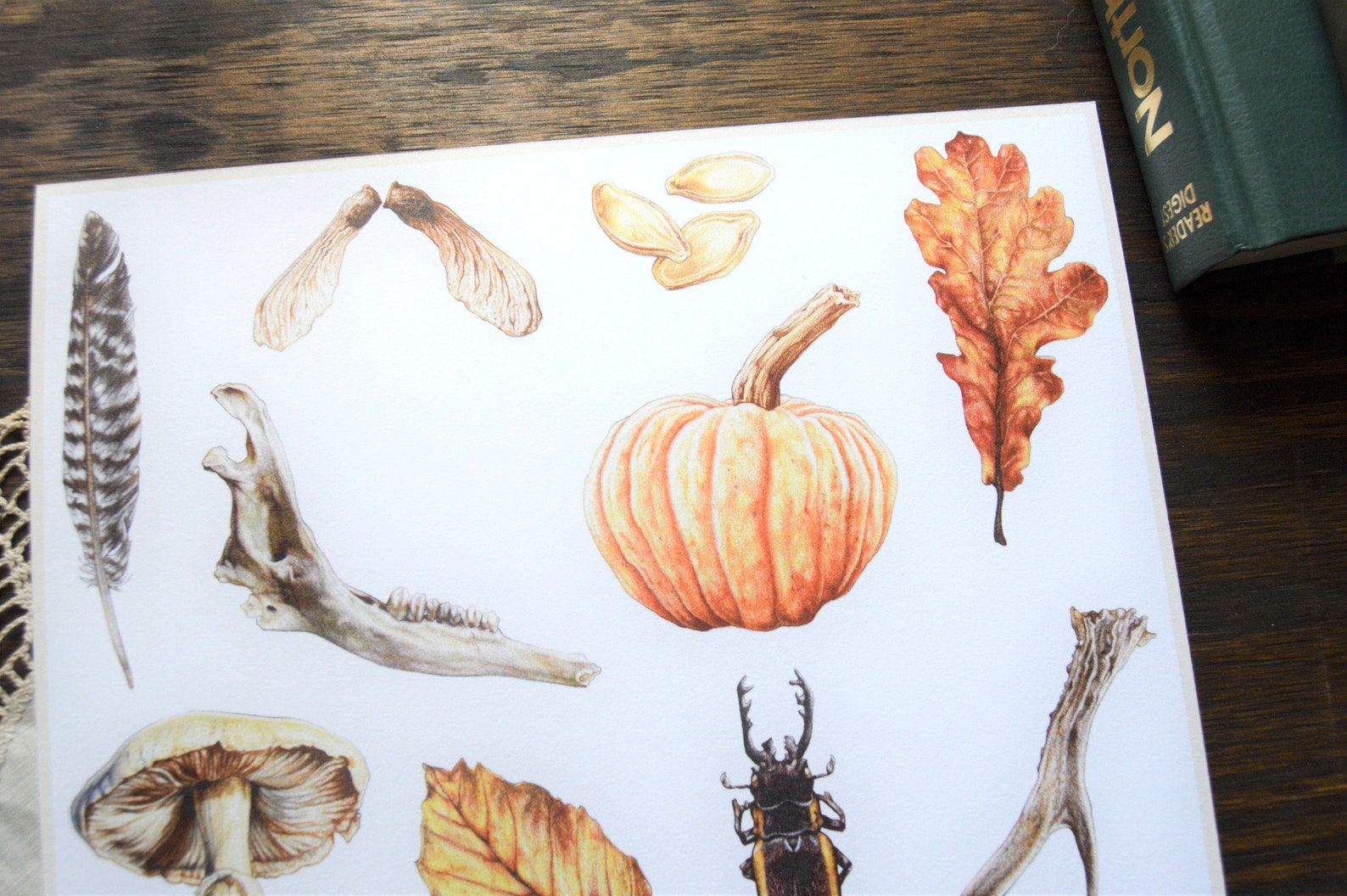 Fall Foraging Fine Art Print 8 X 10 Colored Pencil Drawing - Etsy