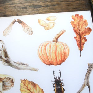 Fall Foraging Fine Art Print, 8 X 10 Colored Pencil Drawing - Etsy
