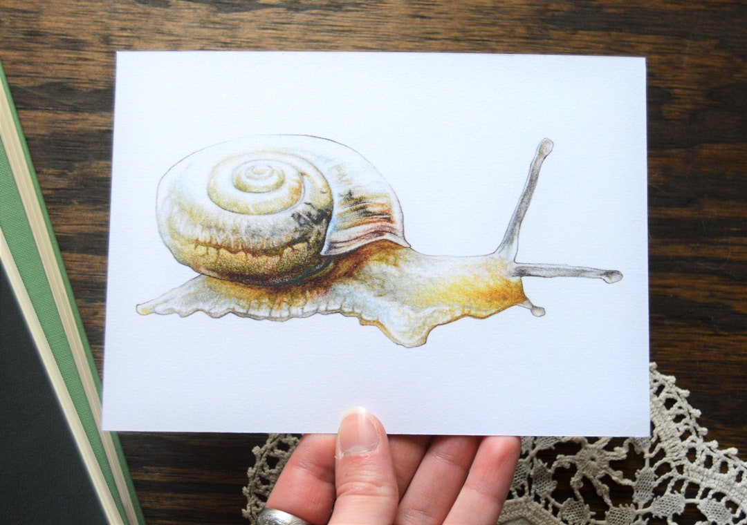 Snail Print, 5x7 Colored Pencil Natural History Illustration - Etsy