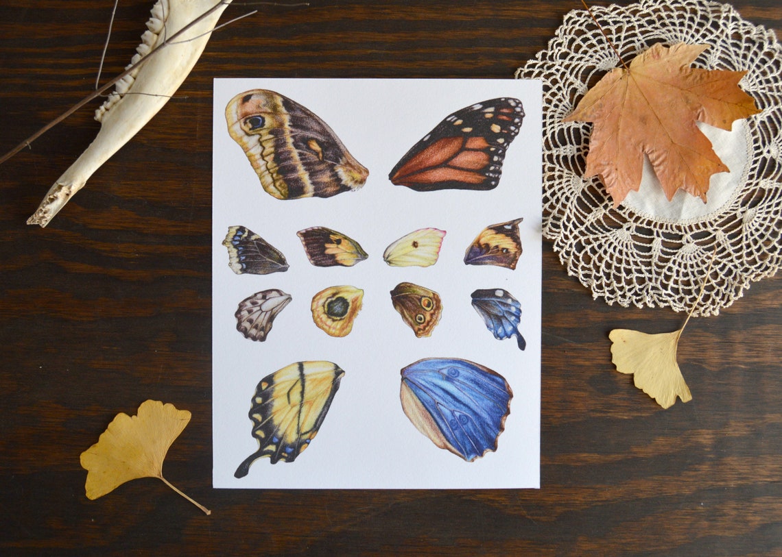 Butterfly and Moth Wings Fine Art Print 8x10 Drawing | Etsy