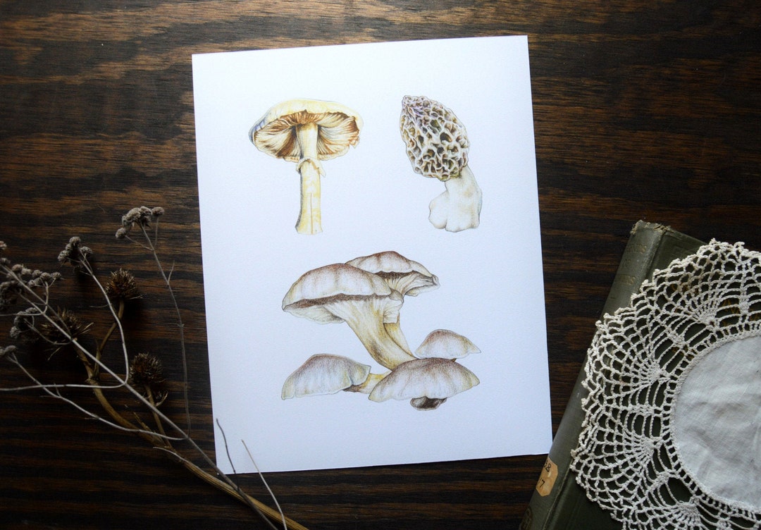 Mushroom Forager Fine Art Print, 8x10 Colored Pencil Drawing - Etsy