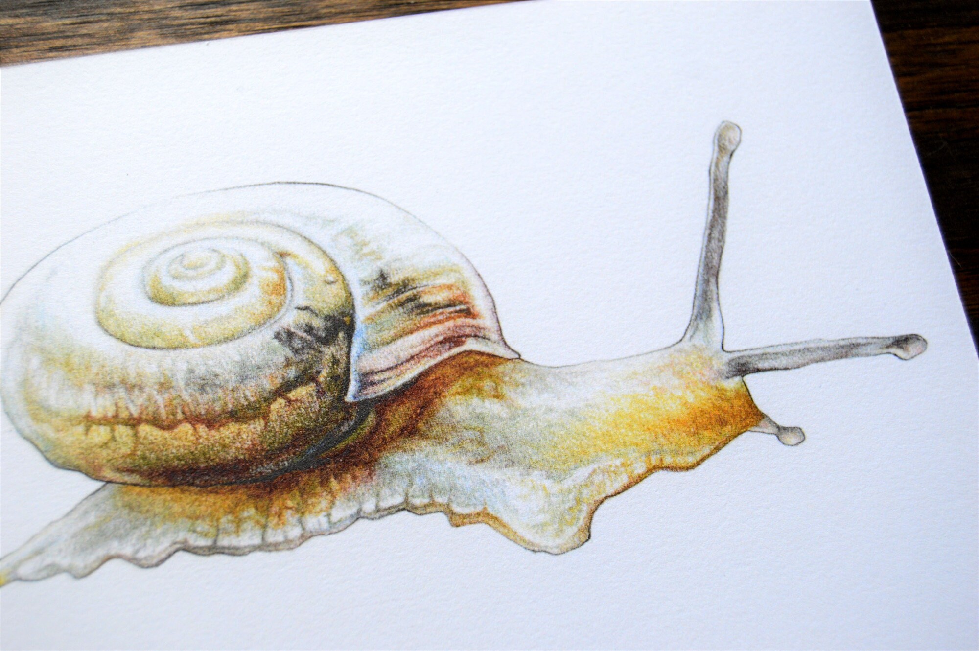 Snail Print, 5x7 Colored Pencil Natural History Illustration - Etsy