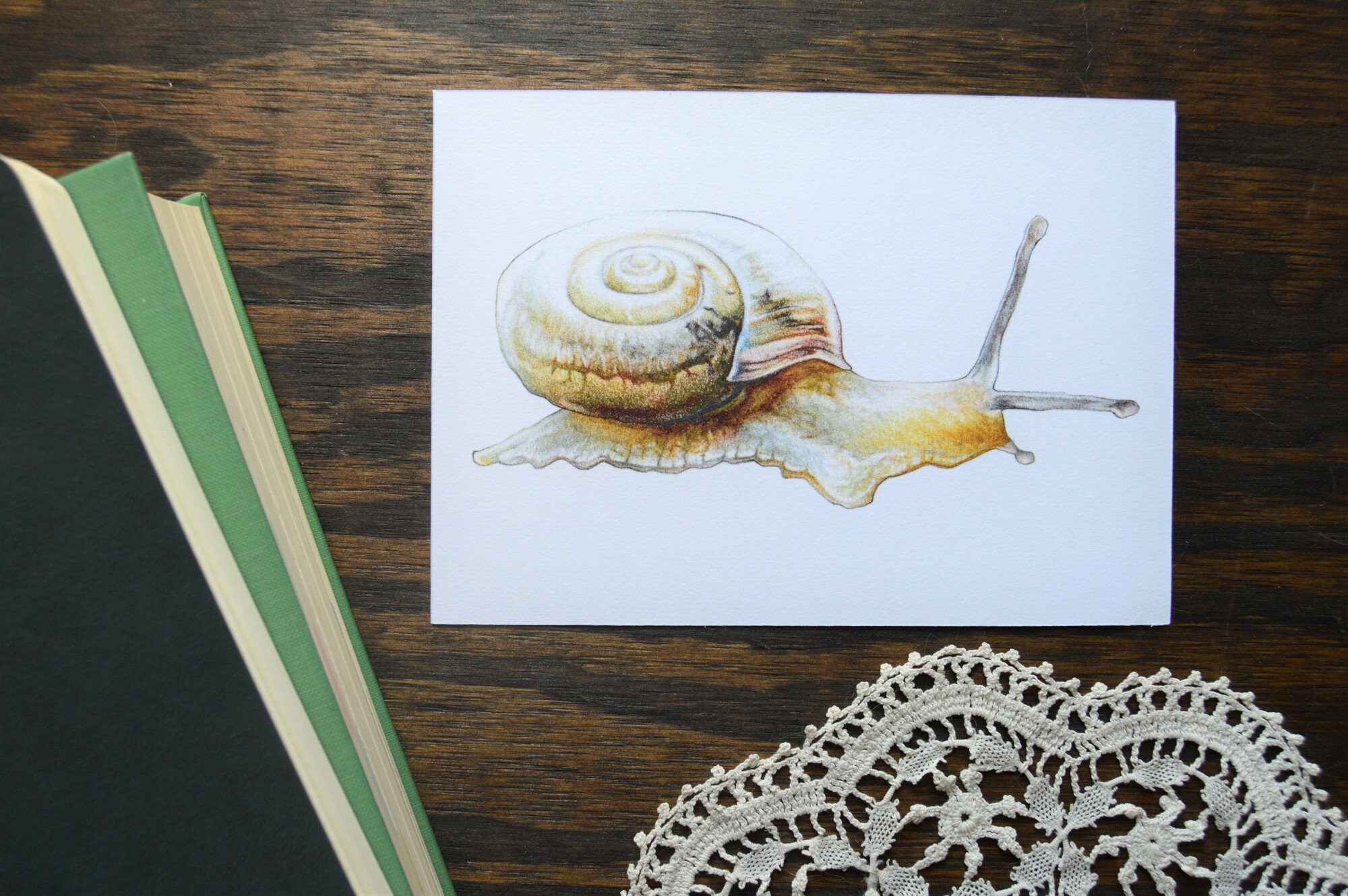 Snail Print, 5x7 Colored Pencil Natural History Illustration - Etsy