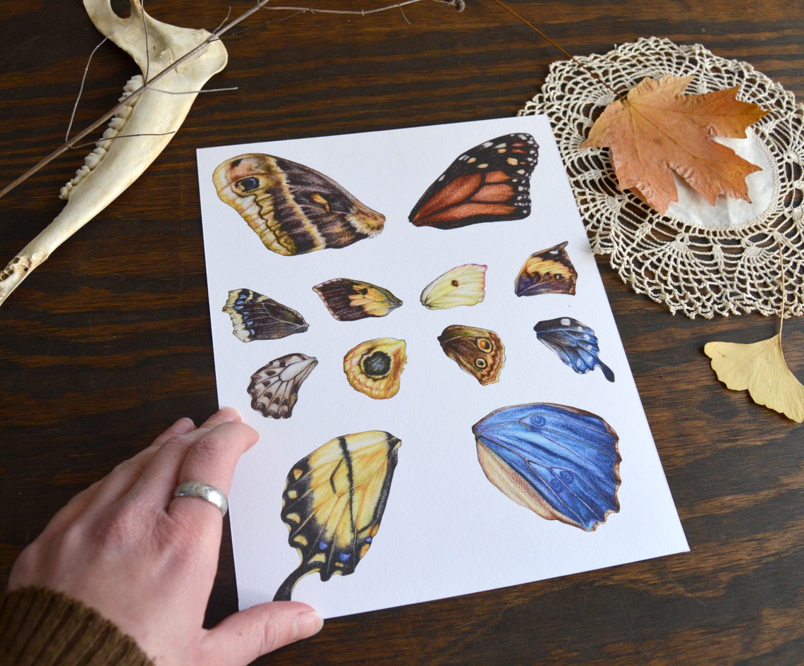 Butterfly and Moth Wings Fine Art Print 8x10 Drawing | Etsy