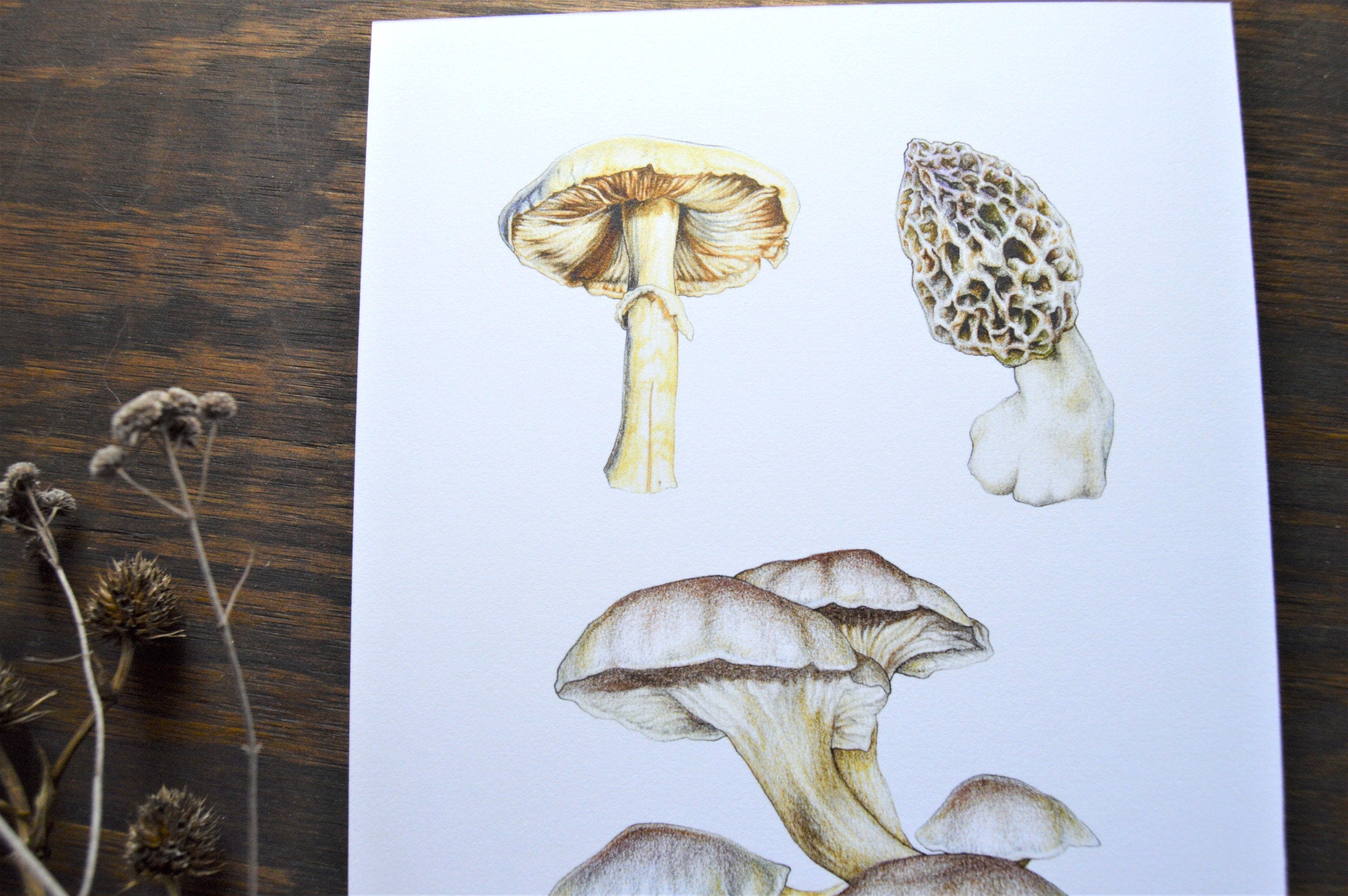 Mushroom Forager Fine Art Print, 8x10 Colored Pencil Drawing - Etsy