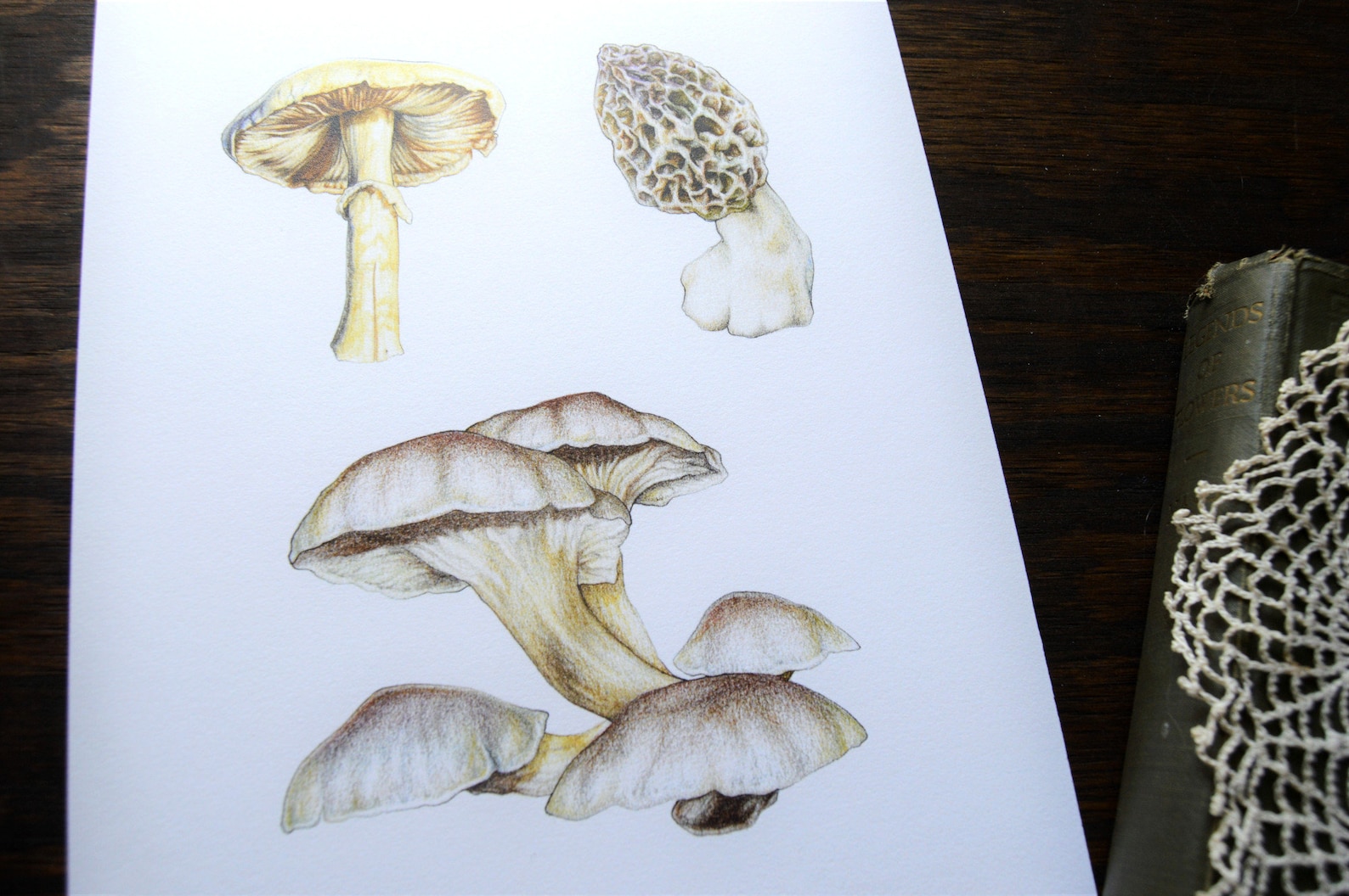 Mushroom Forager Fine Art Print, 8x10 Colored Pencil Drawing - Etsy