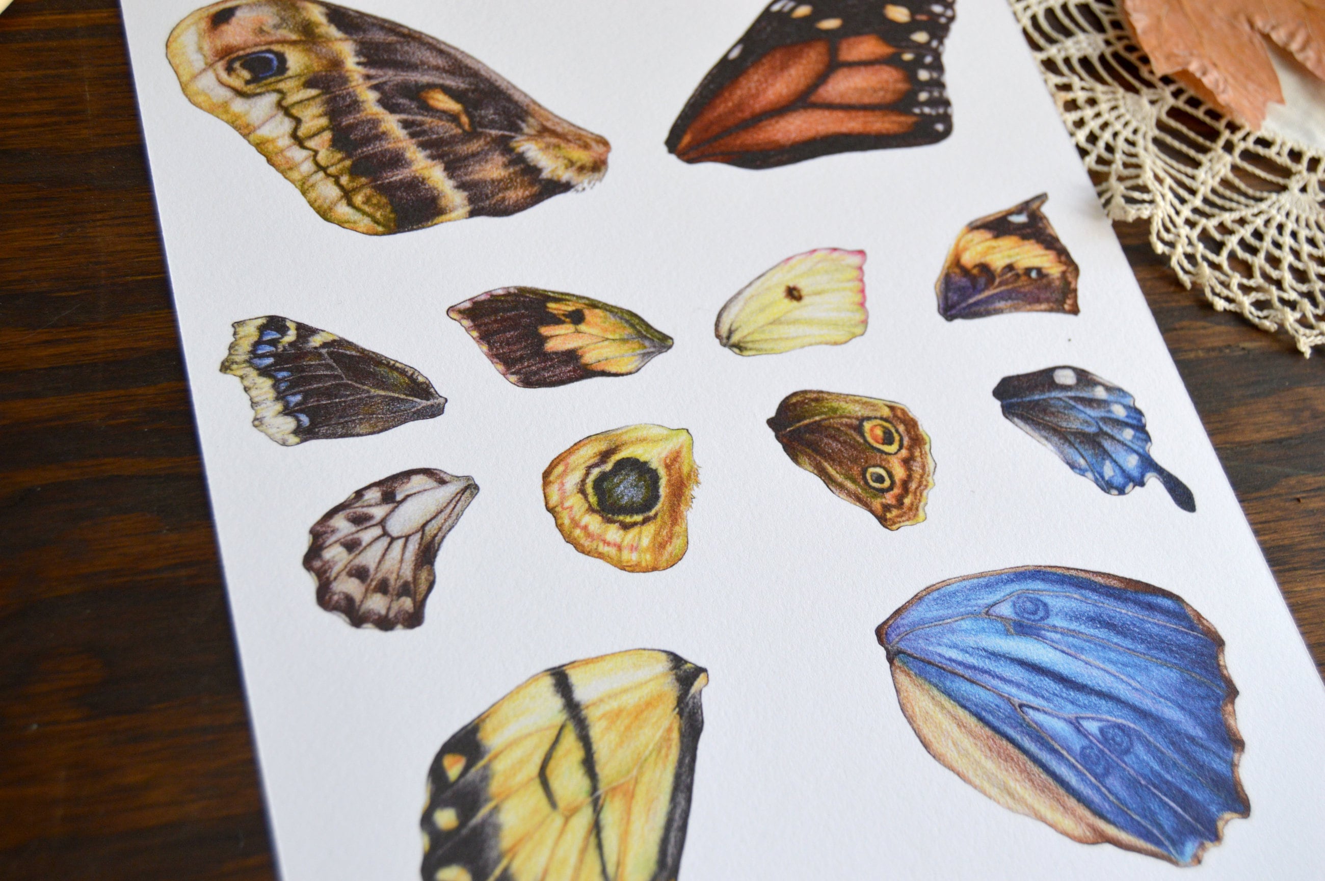 Butterfly and Moth Wings Fine Art Print, 8x10 Colored Pencil Drawing ...