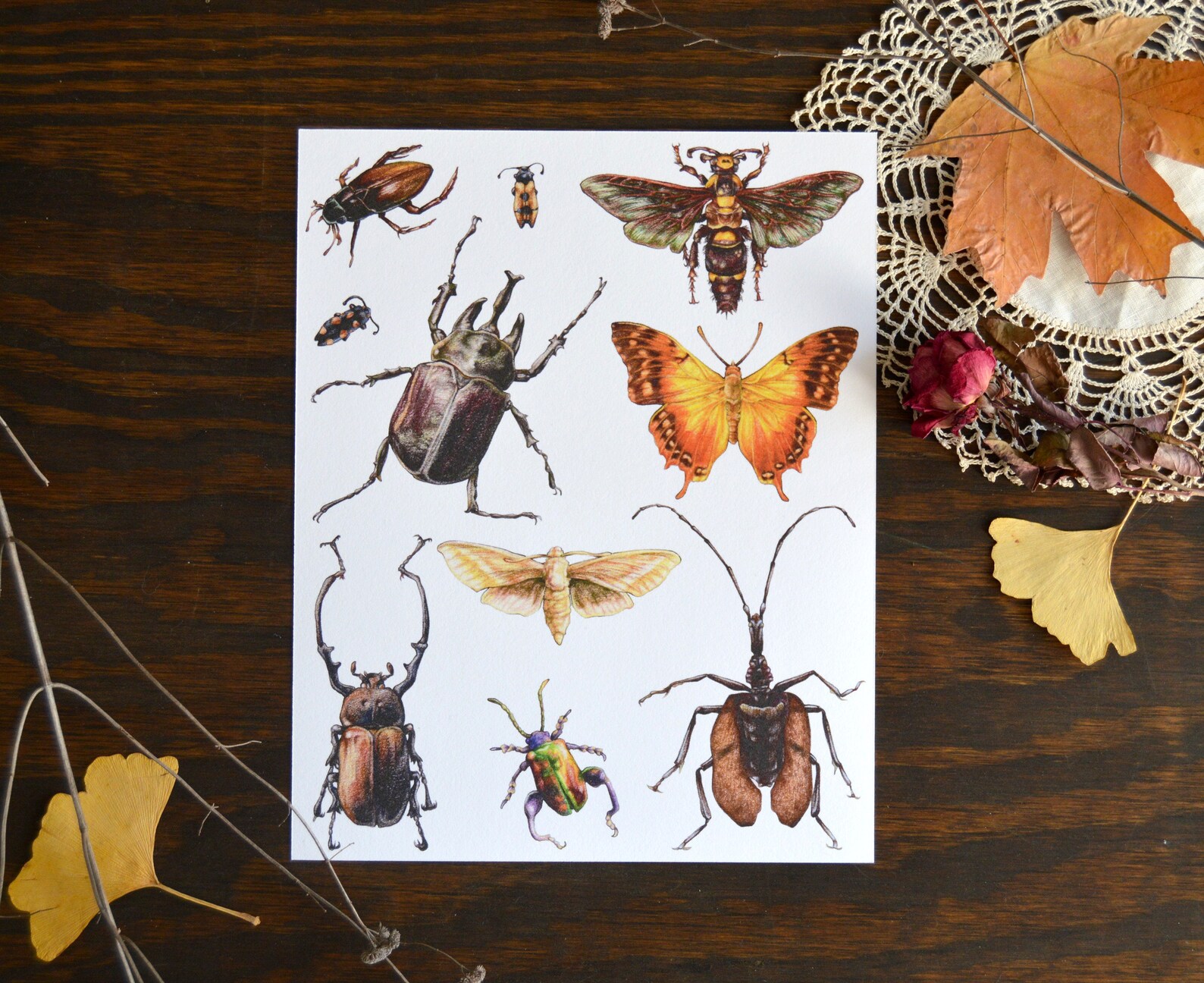 Insect Collection Fine Art Print Colored Pencil Drawing 8x10 - Etsy