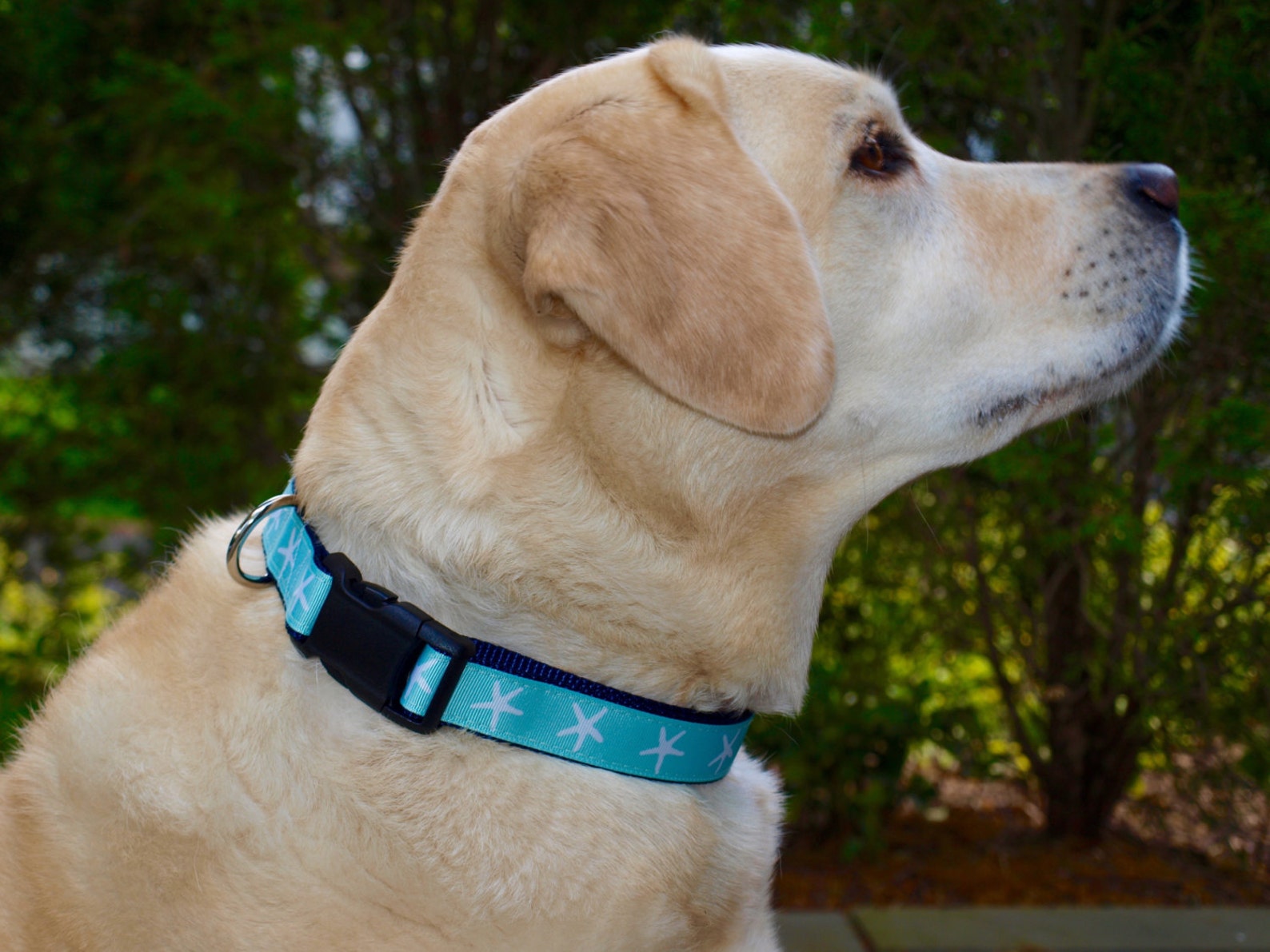 Starfish Dog Collars / Beach Collars / Summer Collars / Preppy Collar ...