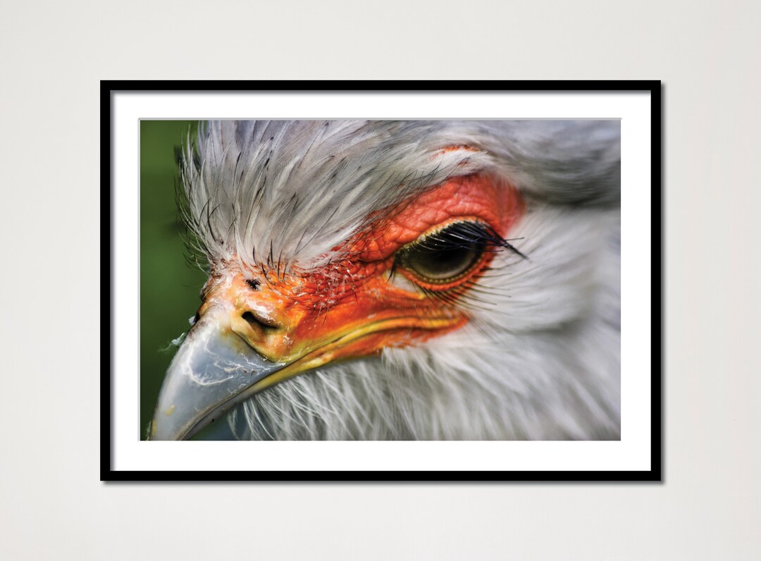 Secretary Bird, DIGITAL DOWNLOAD, Secretary Bird Portrait, Bird Print ...