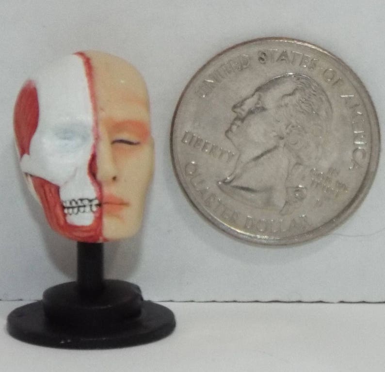 Doll miniature handcrafted human face skull model medical exam | Etsy