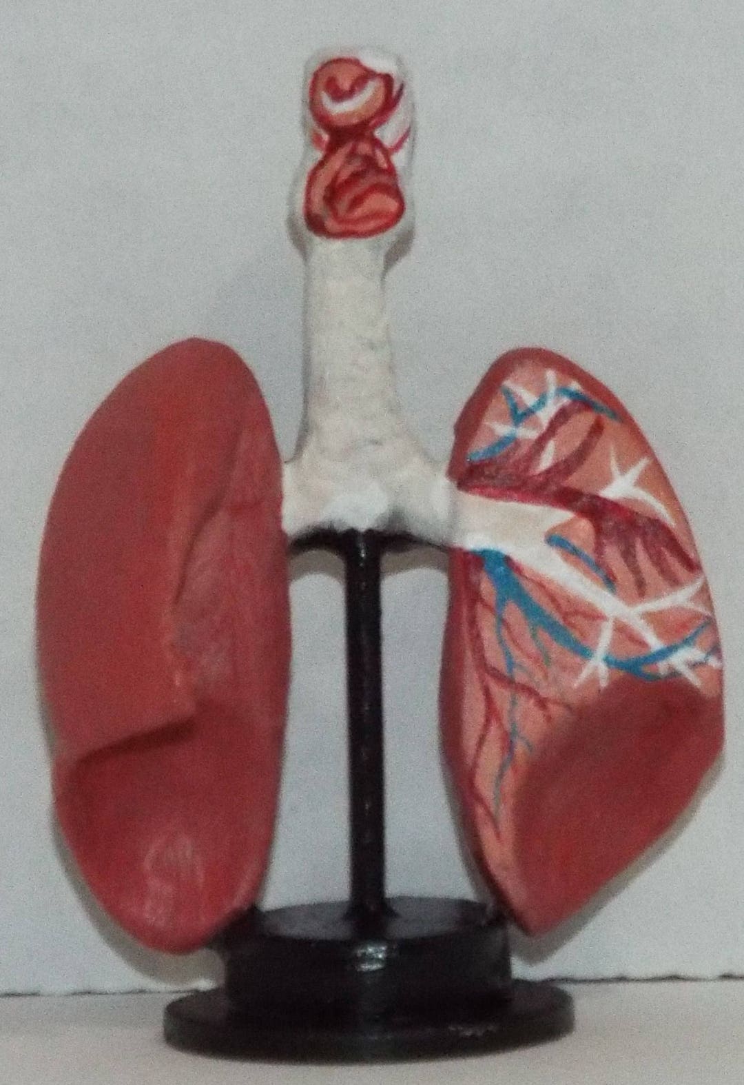 Doll Miniature Handcrafted Medical Lung Model 1/12th Scale - Etsy
