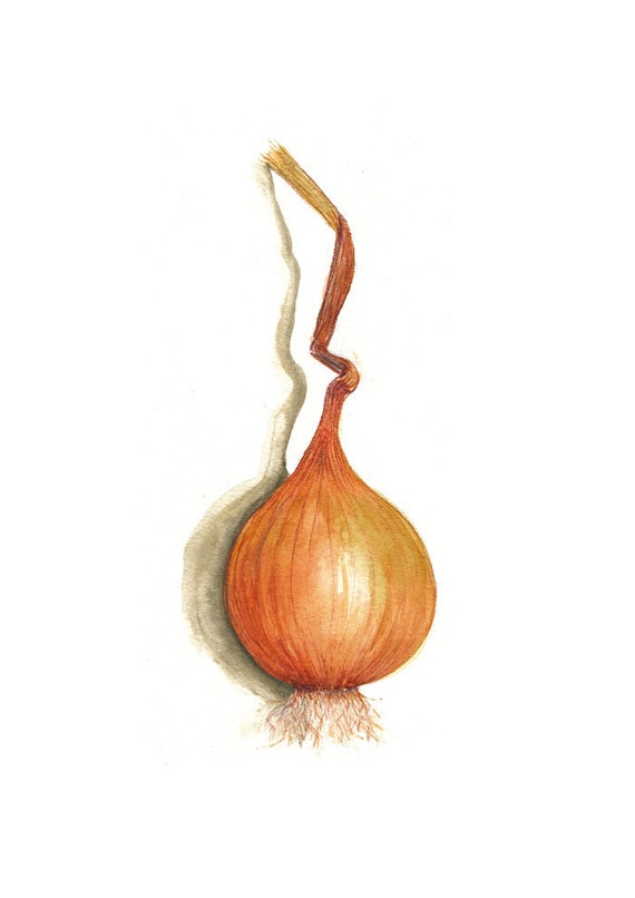 Items similar to Onion print of Original watercolor painting on Etsy