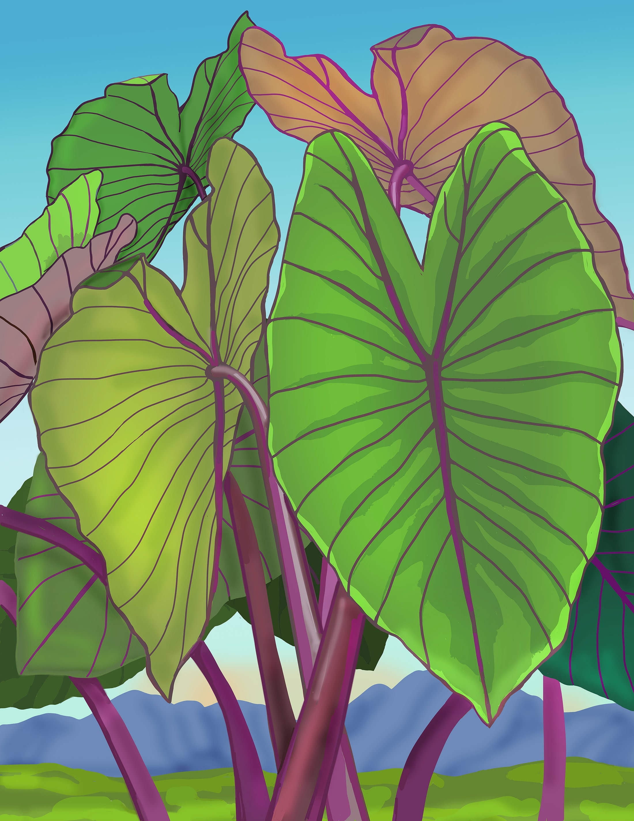 HAWAIIAN KALO FIELDS, Taro Plants, Hawaiian Lo'i, Windward Landscape ...