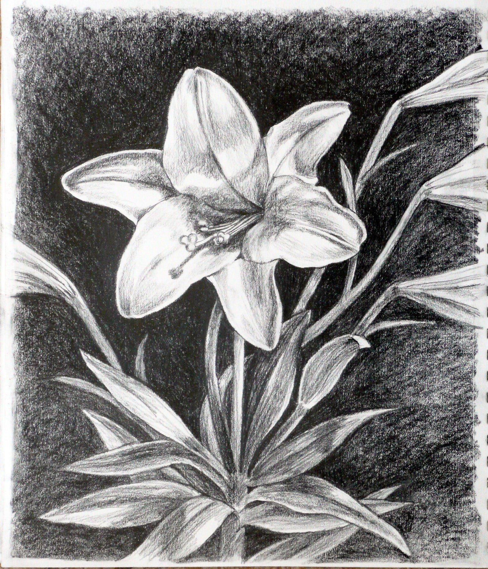 EASTER LILLY PRINT, White Lilly, Pencil Rendering, Botanical Print ...