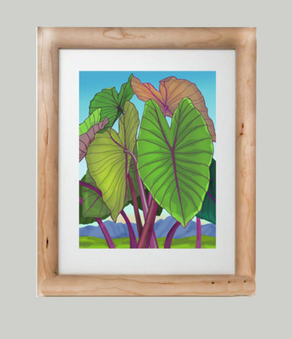 HAWAIIAN KALO FIELDS, Taro Plants, Hawaiian Lo'i, Windward Landscape ...