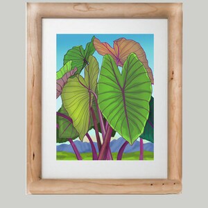 HAWAIIAN KALO FIELDS, Taro Plants, Hawaiian Lo'i, Windward Landscape ...