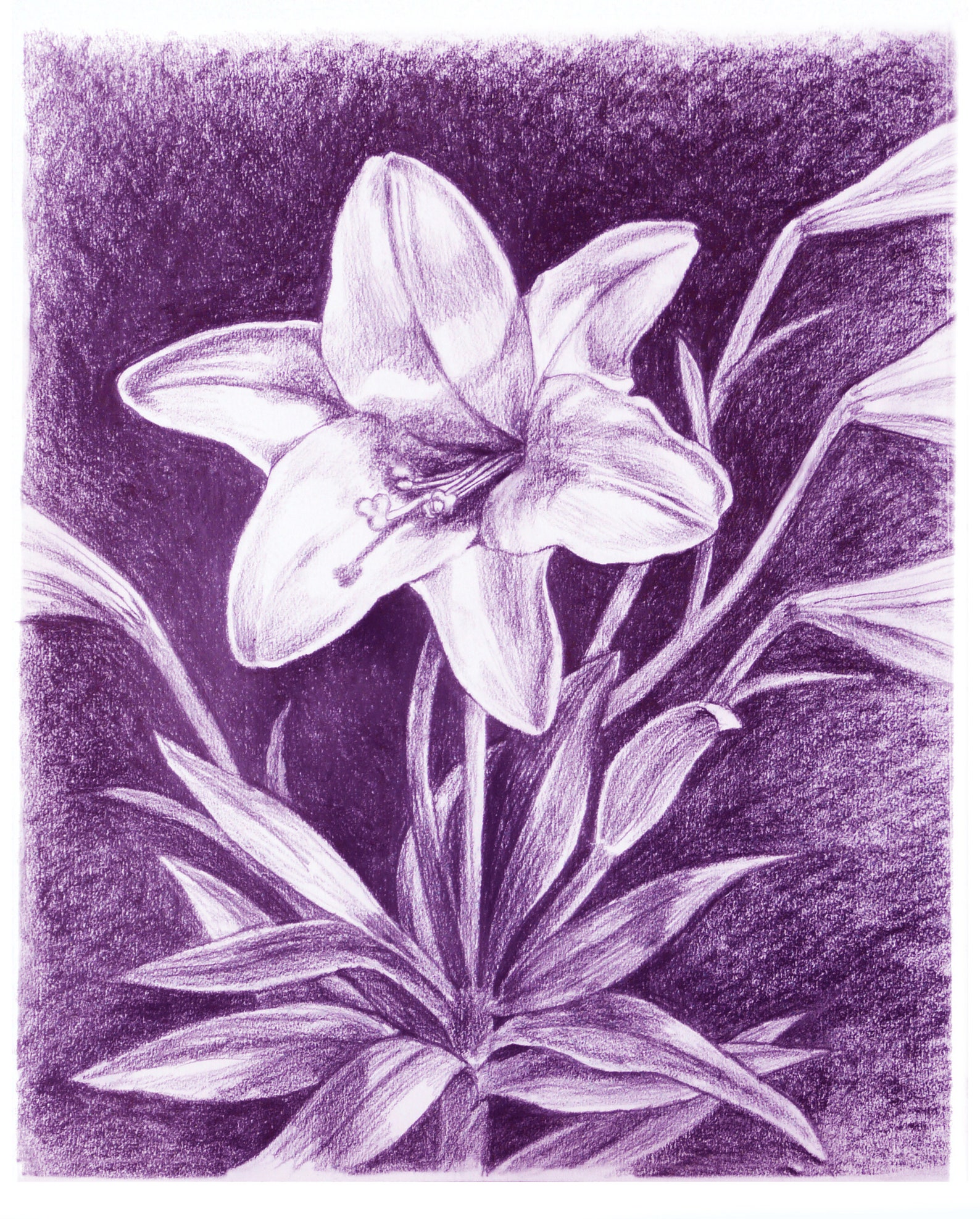 EASTER LILLY PRINT, White Lilly, Pencil Rendering, Botanical Print ...