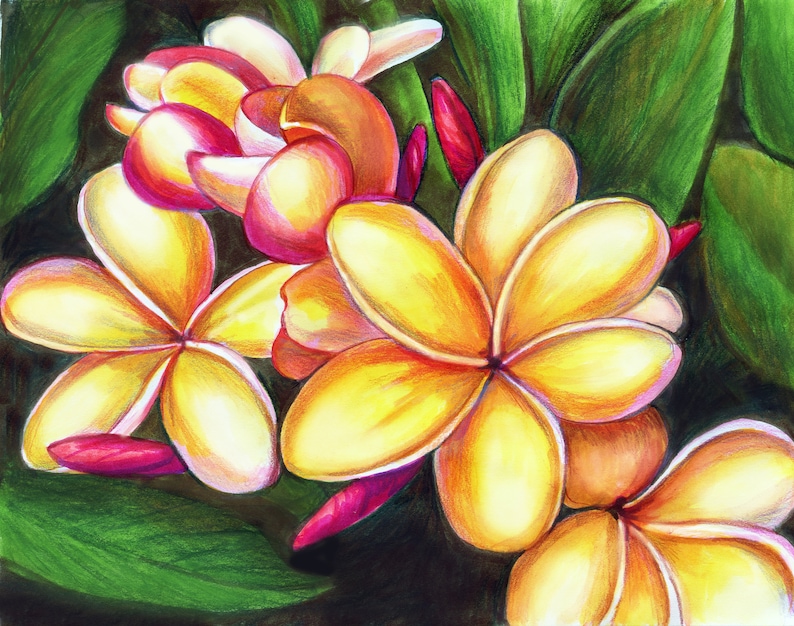 HAWAIIAN YELLOW PLUMERIA, Frangipani Flower, Pua Melia, Polynesian ...