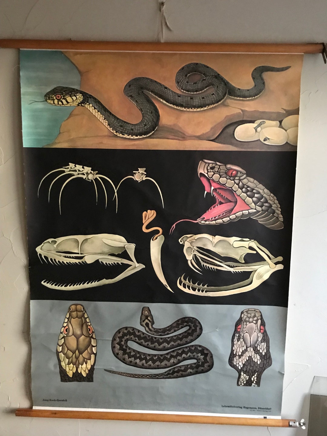 Vintage German Snake School Chart Jung Koch Quentell - Etsy