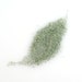 Size 16/0 Clear Lined Green Seed Beads Deep Forest Green Vintage ...