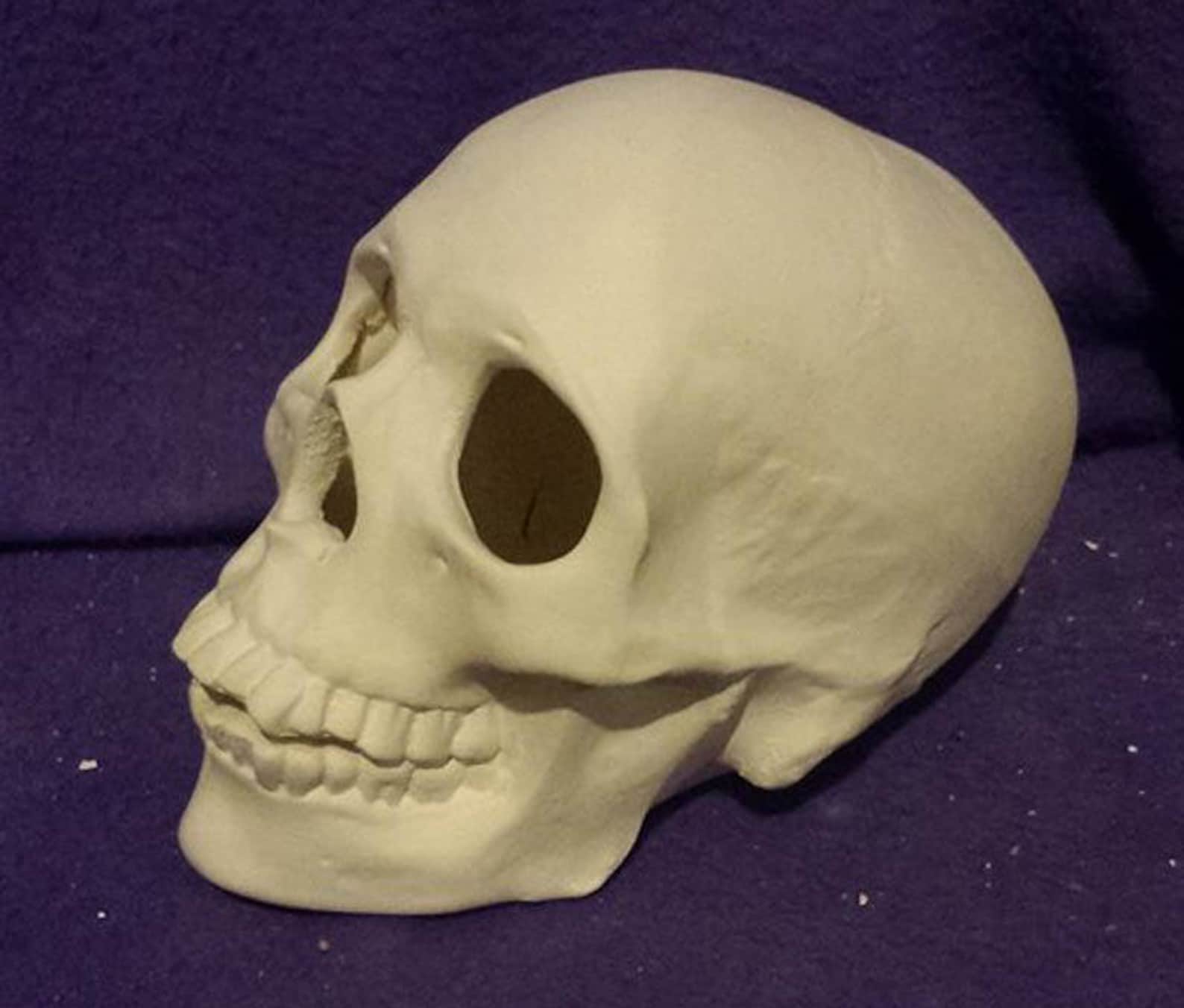 Realistic Human Skull 7" Ready to Paint Ceramic Bisque - Etsy
