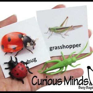 Montessori Insect Animal Match - Miniature Animals With Matching Cards ...