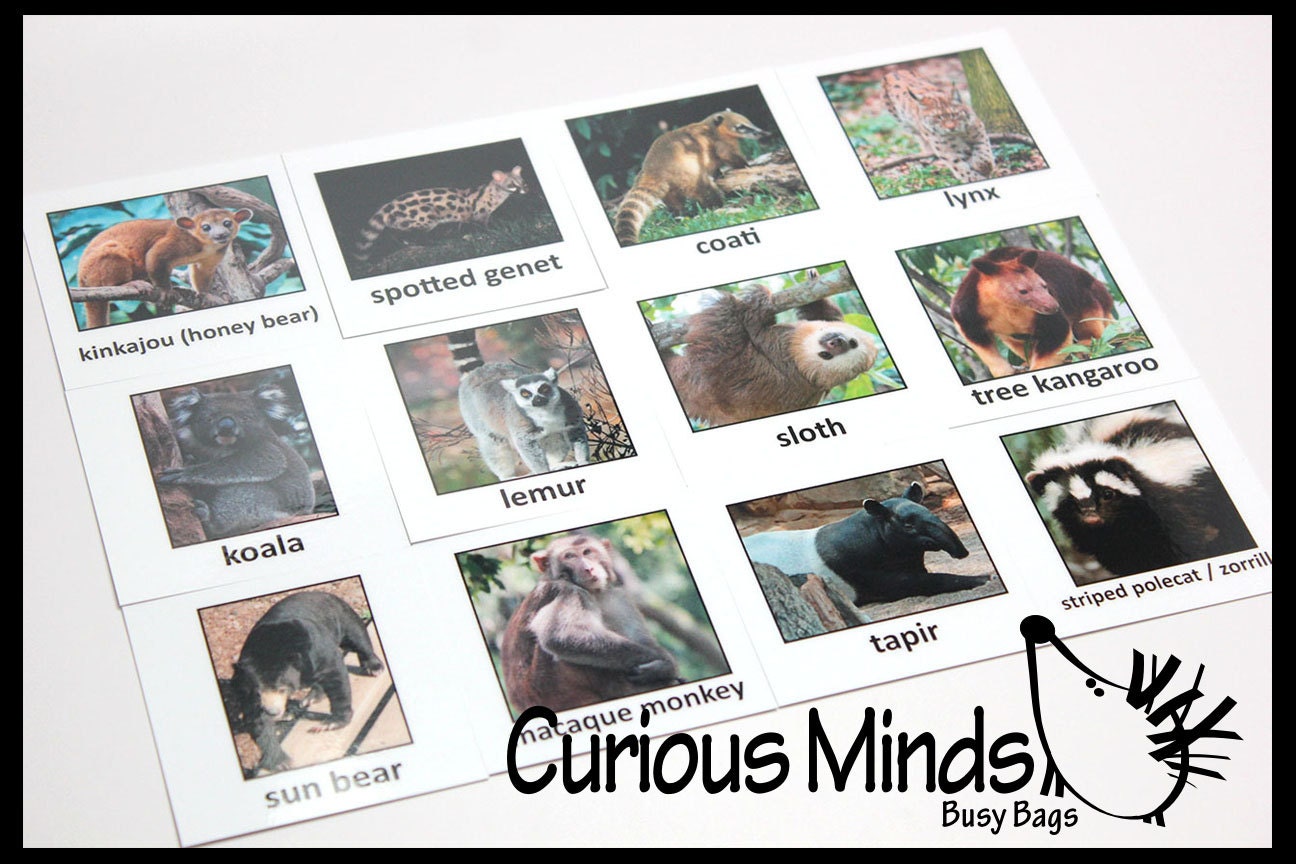 Montessori Rain Forest Animal Match Miniature Animals With | Etsy