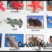 Montessori Ocean Animal Match Miniature Animals With Matching Cards 2 ...