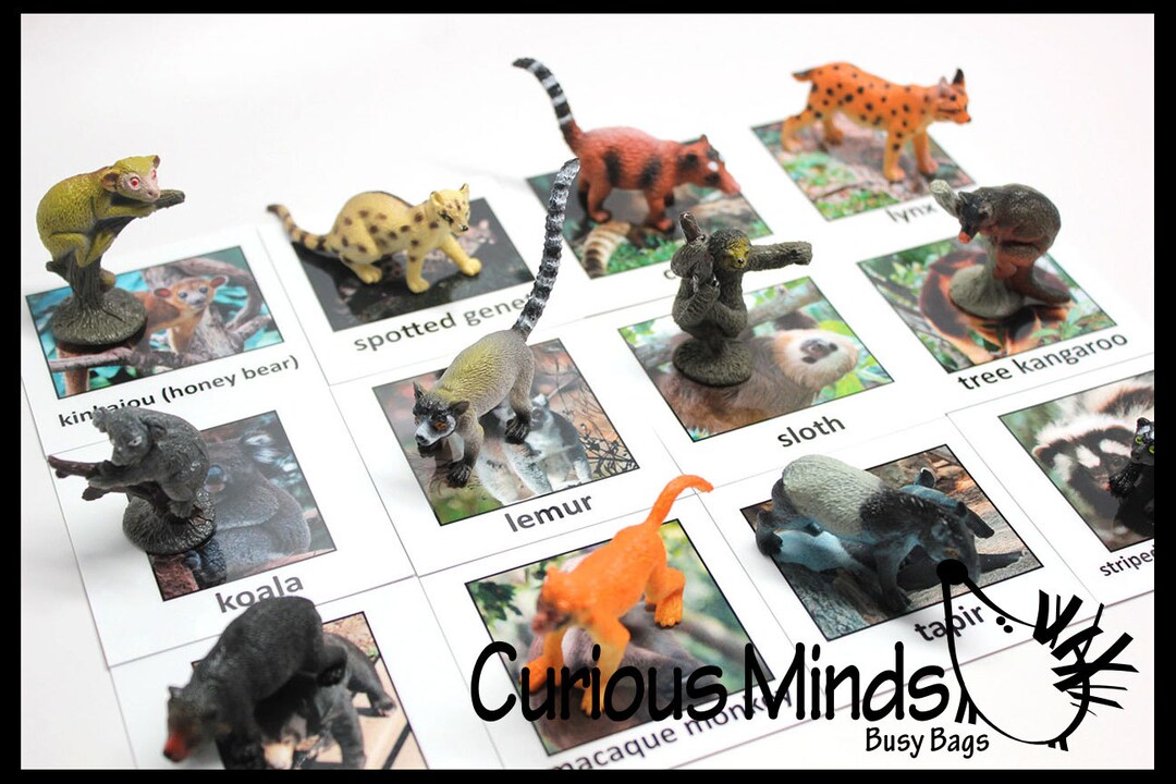 Montessori Rain Forest Animal Match - Miniature Animals With Matching ...