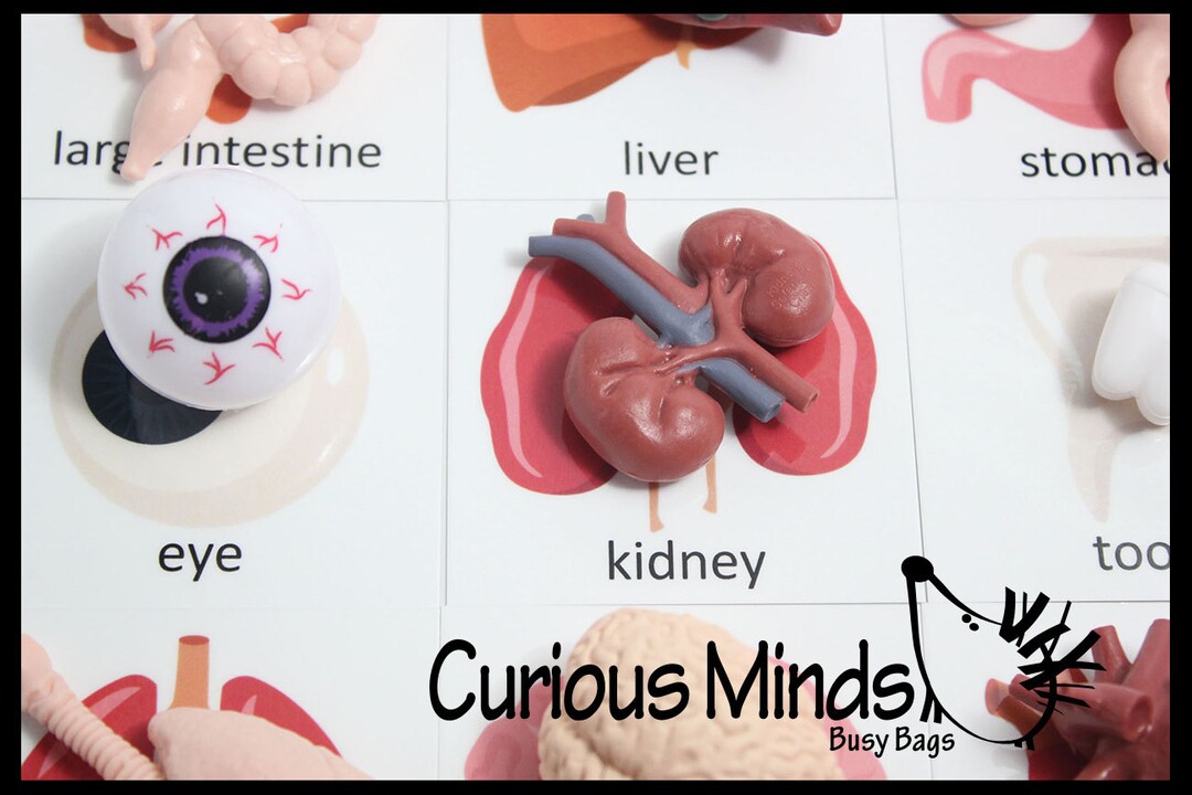 Montessori Human Organ Match - Miniature Body Organs With Matching ...