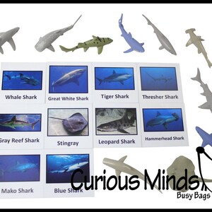 Montessori Shark Animal Match - Miniature Animals With Matching Cards ...