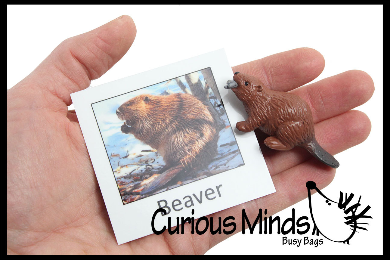 Montessori North American Wildlife Animal Match Miniature - Etsy