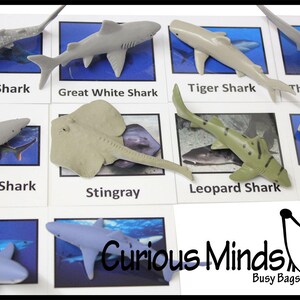 Montessori Shark Animal Match - Miniature Animals With Matching Cards ...