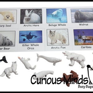 Montessori Arctic Animal Match - Miniature Animals With Matching Cards ...