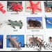 Montessori Ocean Animal Match Miniature Animals With Matching Cards 2 ...