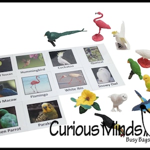 Tropical Exotic Bird Animal Matching Toy - Educational Montessori - Etsy
