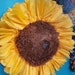 Sun Flower Pinata | Summer Flower Party Theme - Etsy