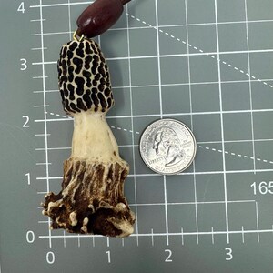 Morel Mushroom Carving, Whitetail Deer Antler, Rearview Hanger - Etsy