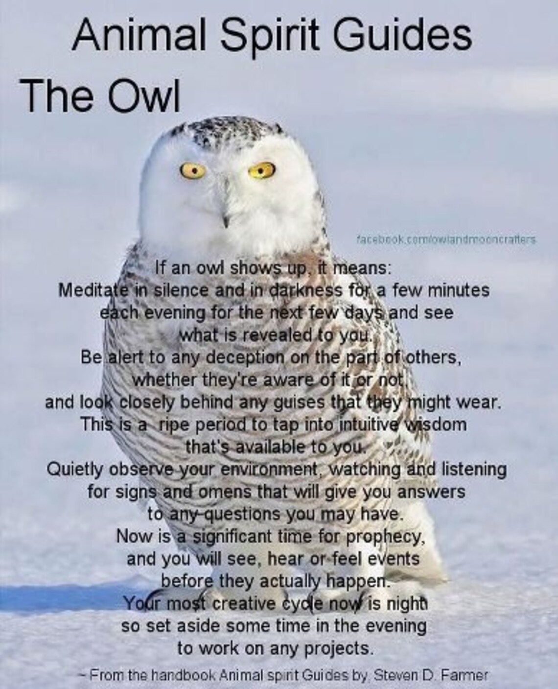 Owen the Owl Wisdom Reading, Owl Wisdom, Mystical Animal, See Though ...