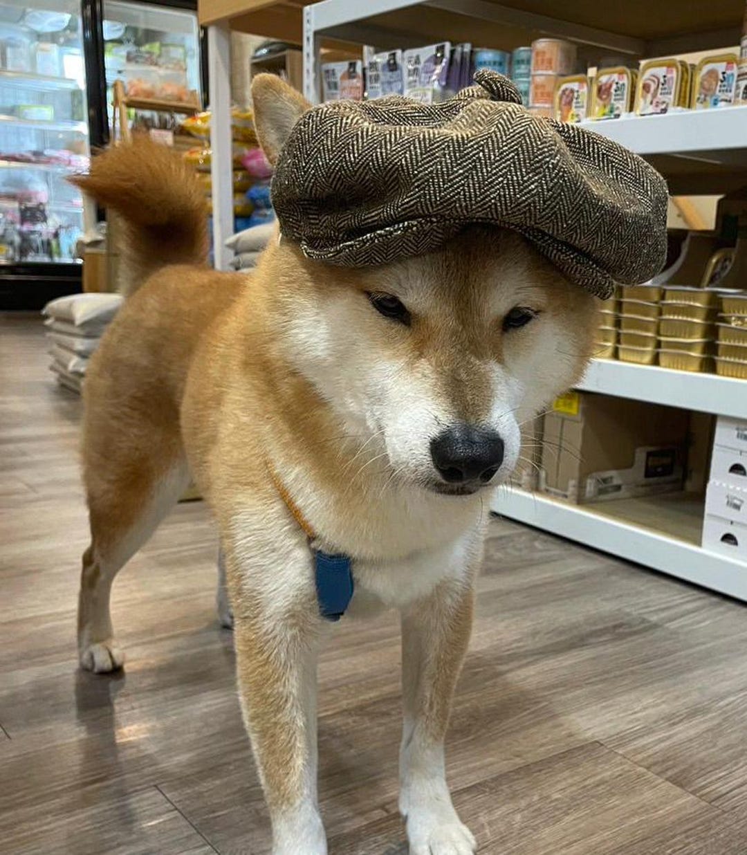 Pet Herringbone Tweed Newspaper Boy Hat With Ear Holes Peaky Blinders ...