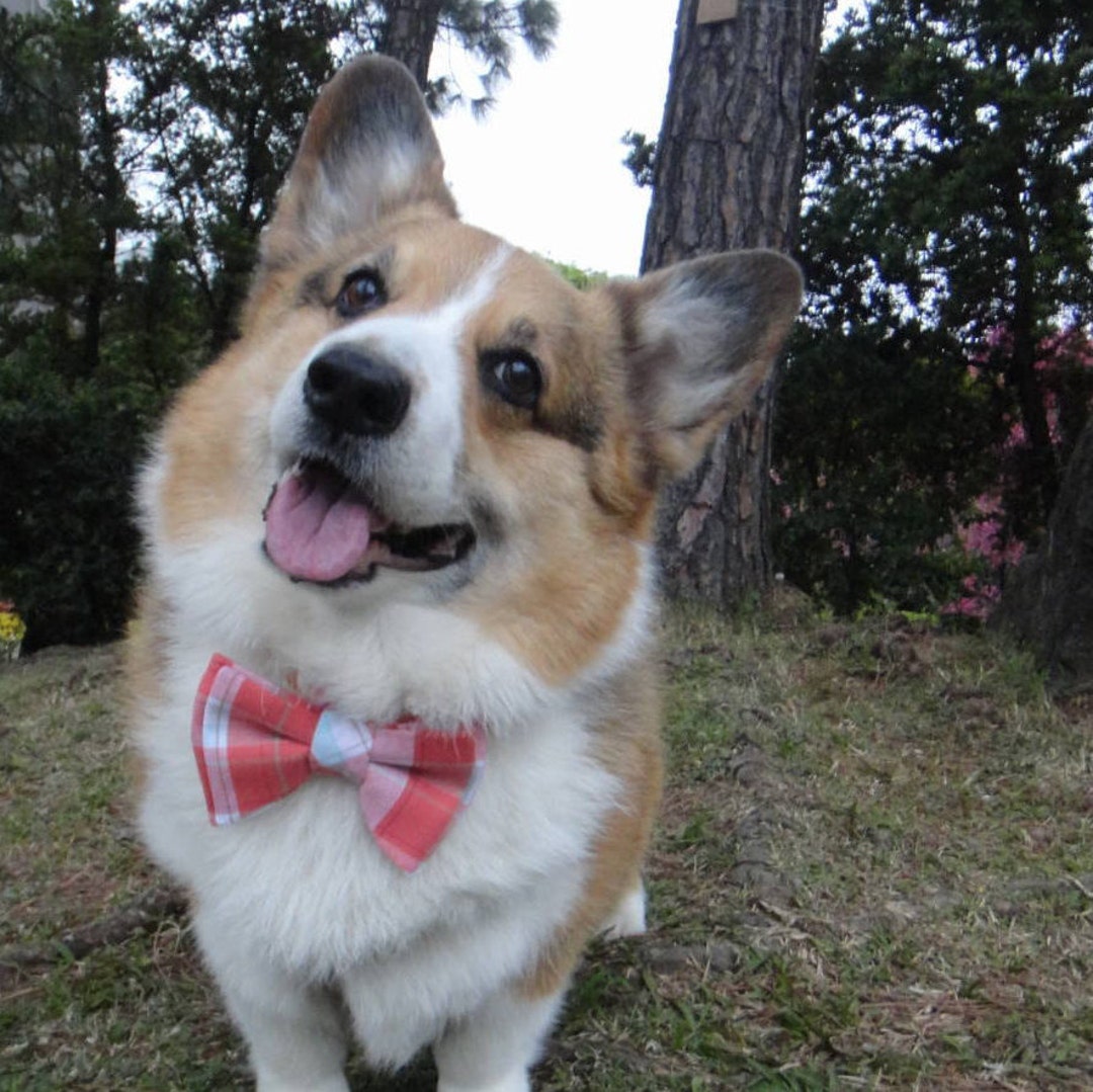 Orange Plaid Tartan Check Dog Dicky Bow Pet Bow Slip on Butterfly ...