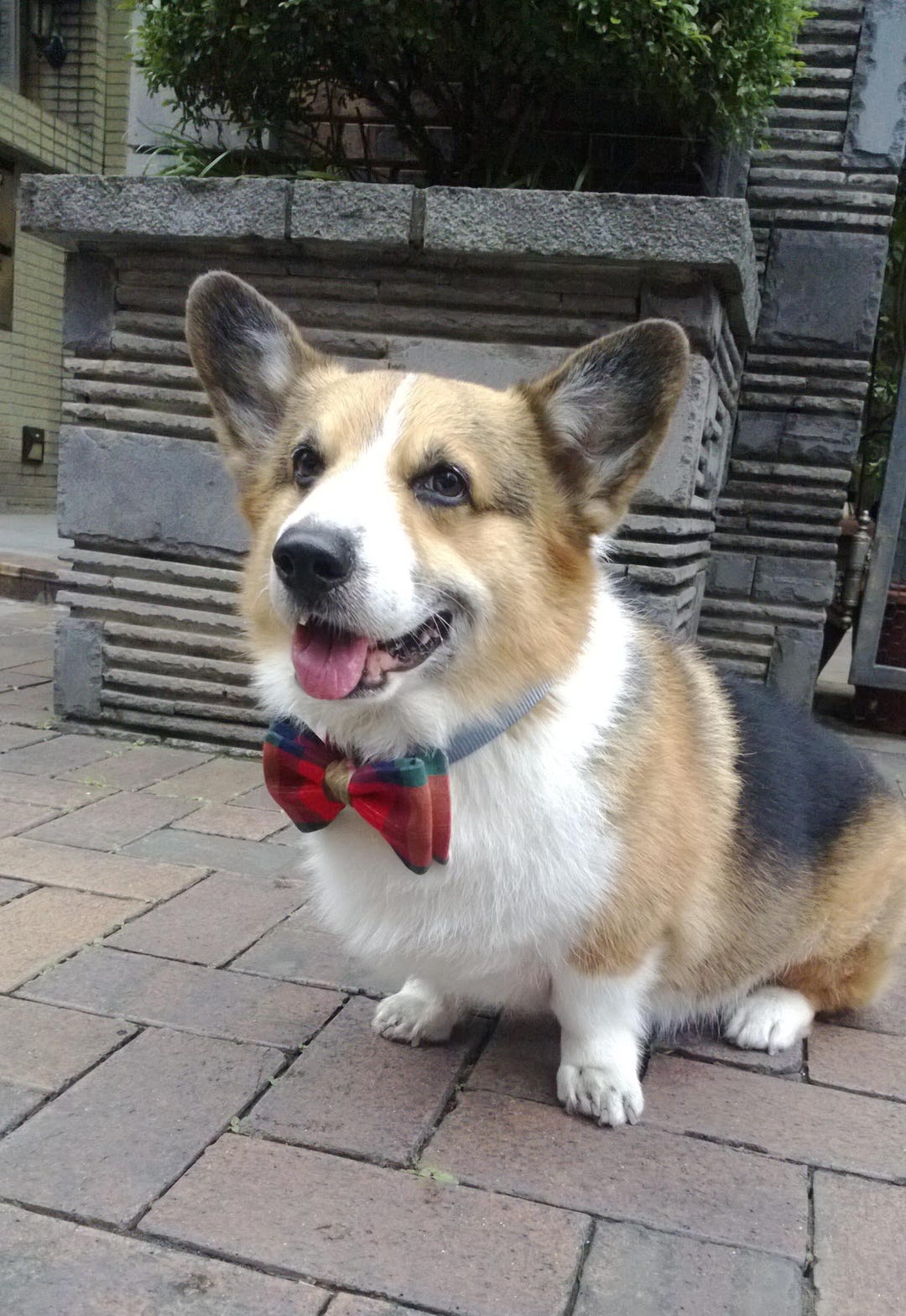 Dog Butterfly Bow Tie Large Dicky Bow Bowtie Red Green Gold Tartan ...