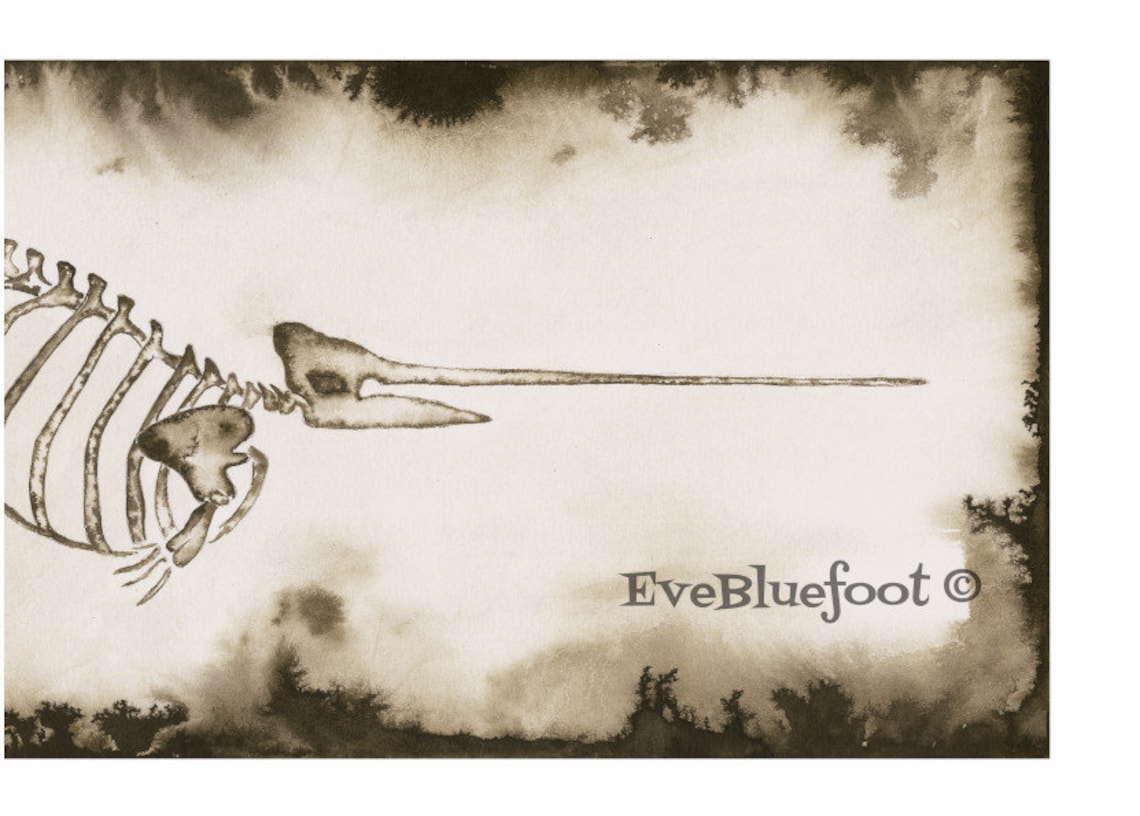 Narwhal Illustration Fine Art Print Narwhal Skeleton Bones - Etsy