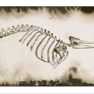 Narwhal Illustration Fine Art Print, Narwhal Skeleton, Bones Art ...
